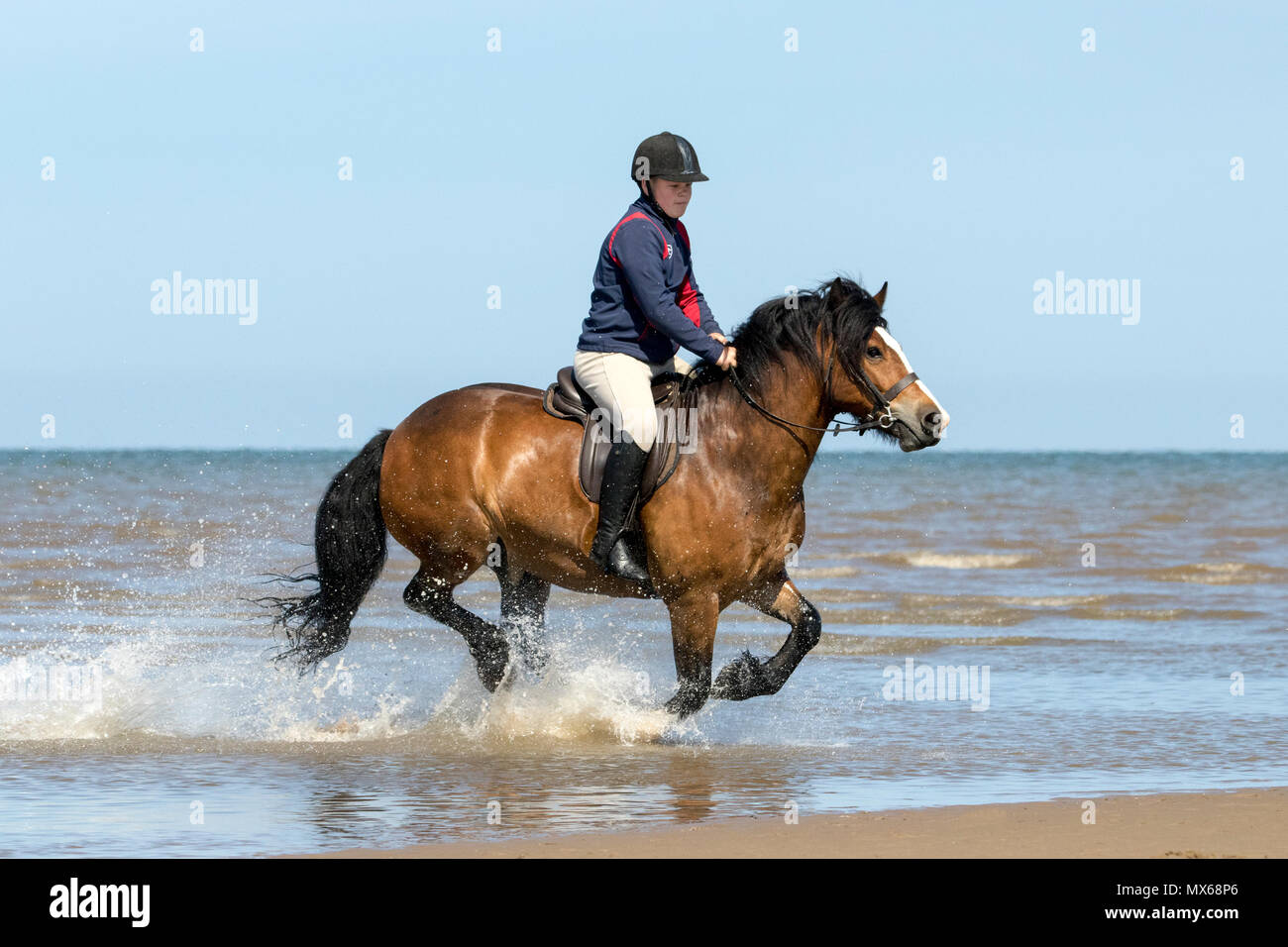 Galloping horse on summer day with blue skies hi-res stock photography ...