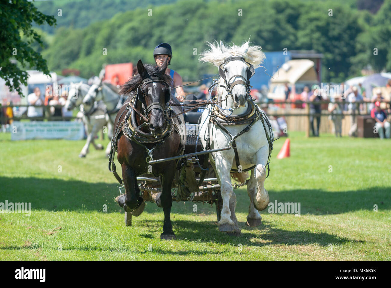 Percheron competition hi-res stock photography and images - Alamy
