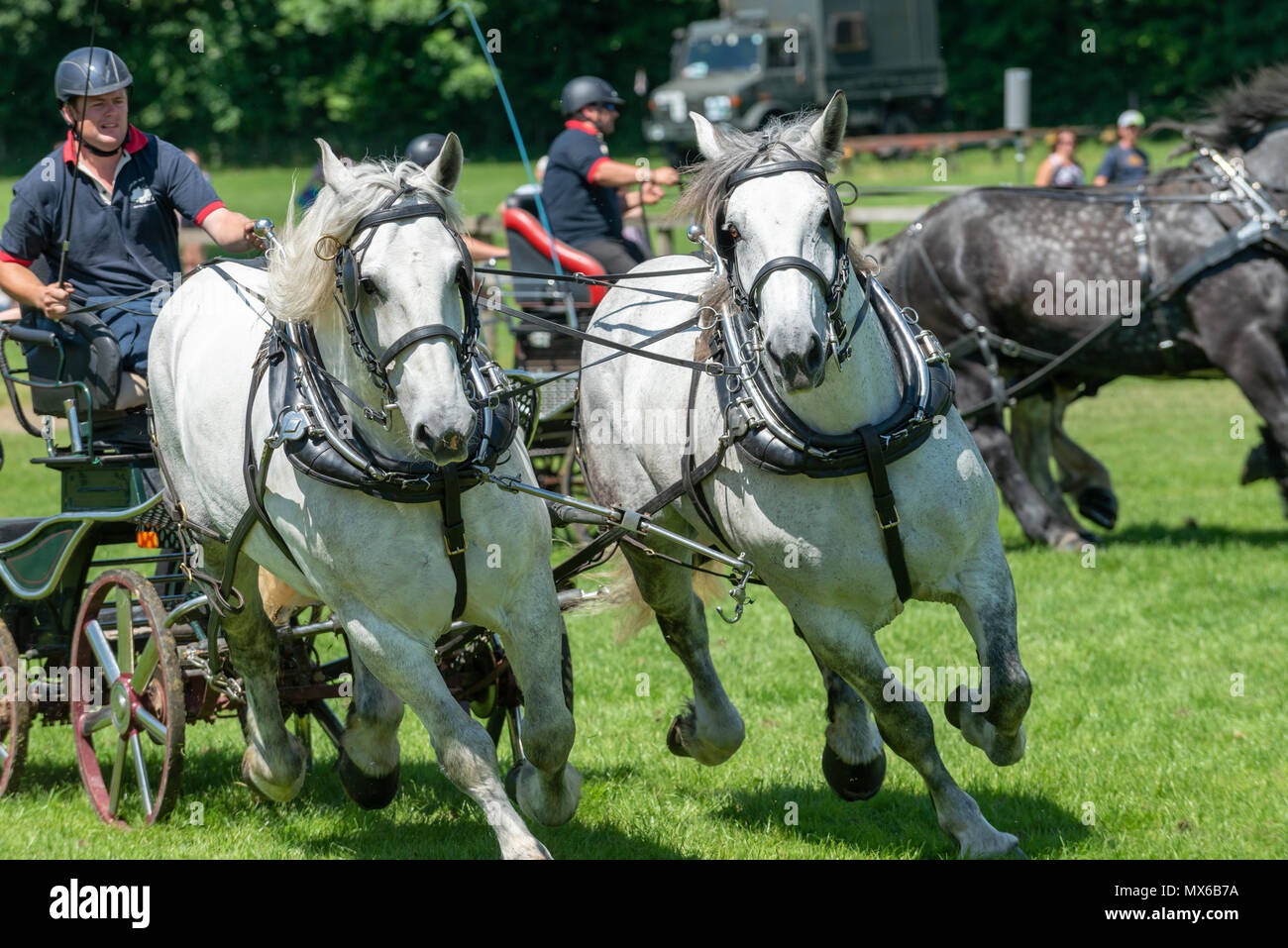 Percheron horses take part in a heavy horse driving competition at a ...