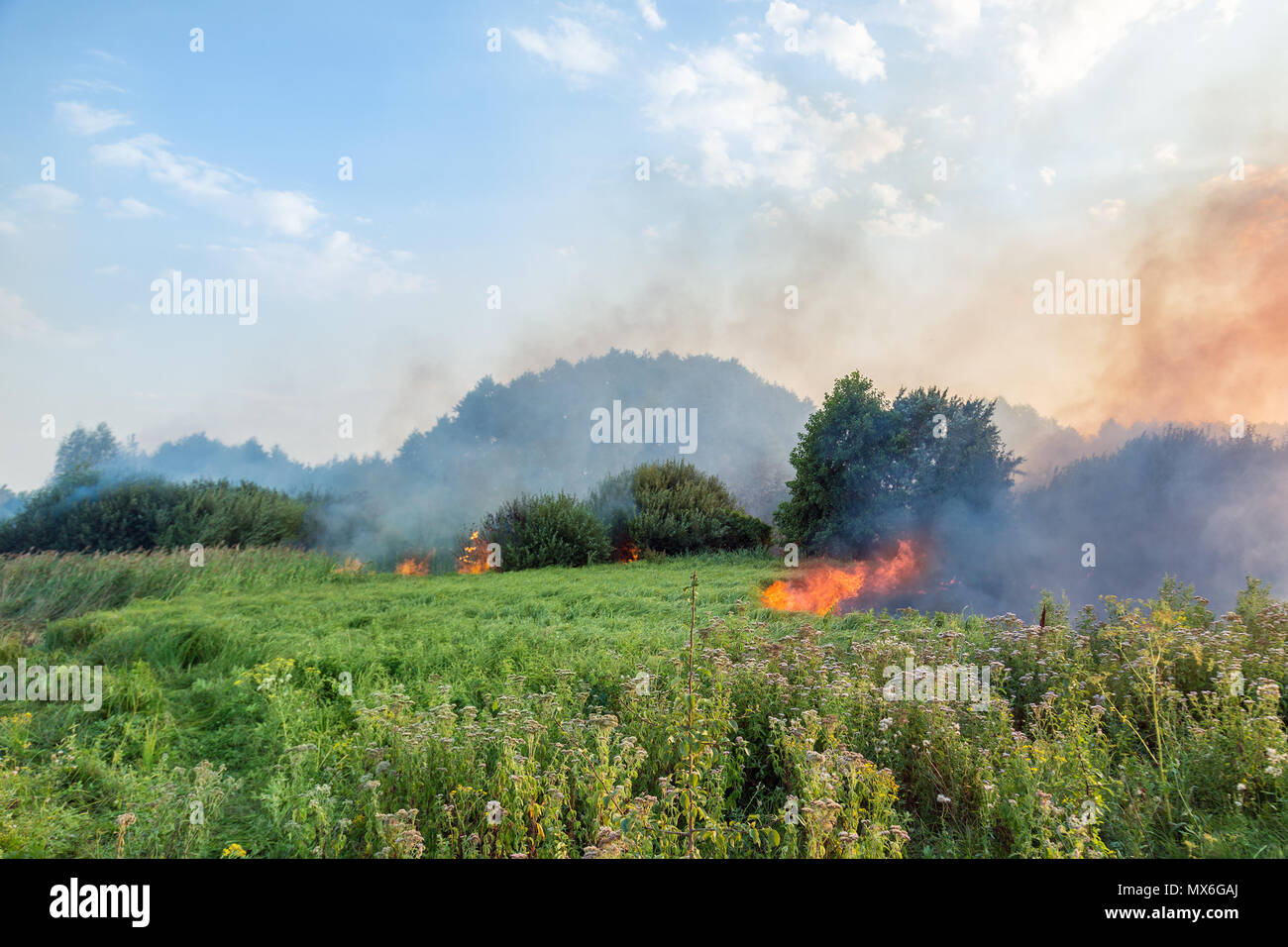 Forest wildfire. Burning field of dry grass and trees. Heavy smoke ...