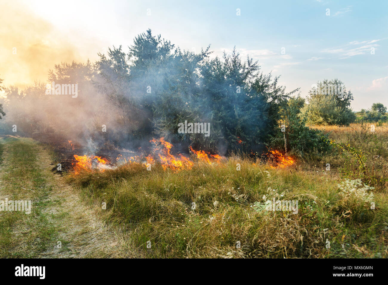 Forest wildfire. Burning field of dry grass and trees. Heavy smoke ...