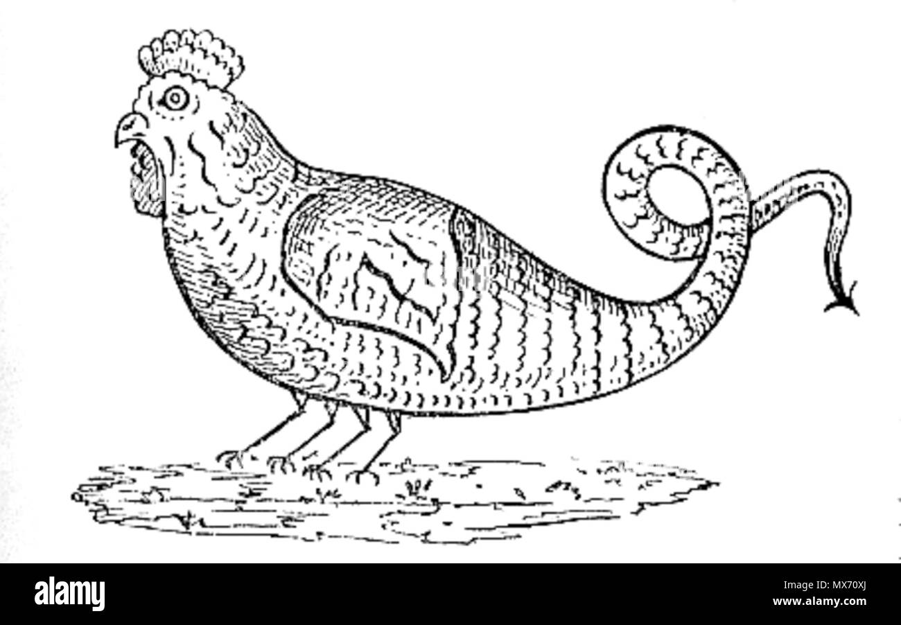 Basilisk glance hi-res stock photography and images - Alamy