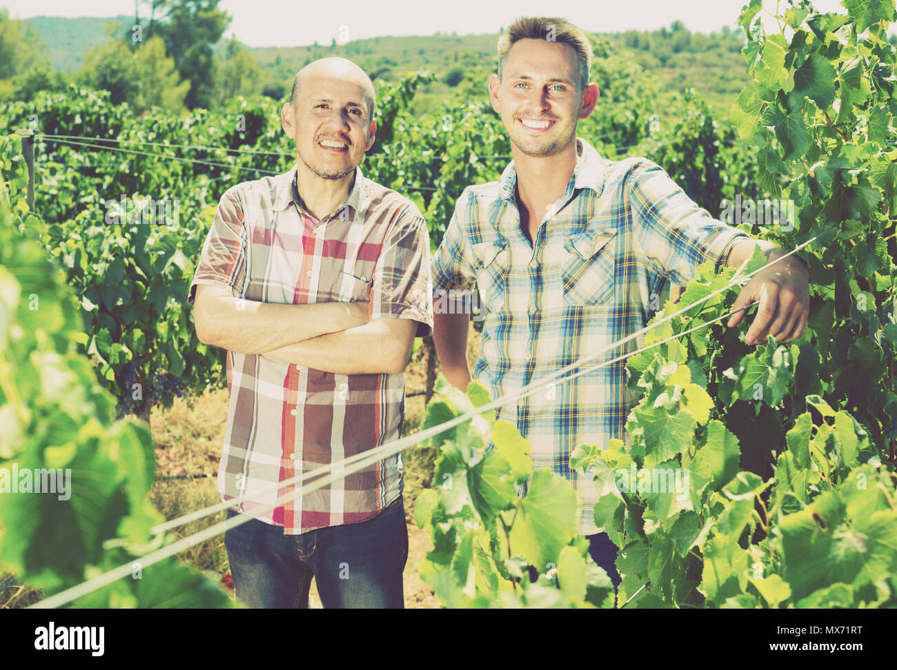 smiling men gardeners working among grapes trees on sunny day Stock Photo - Alamy