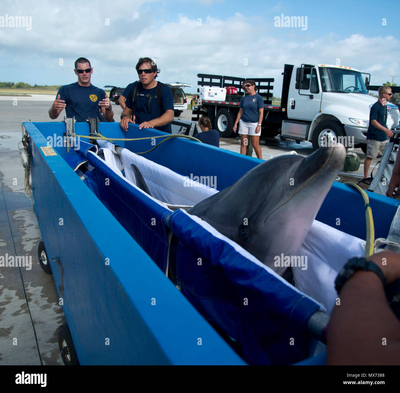 A dolphin, from the U.S. Navy Marine Mammal Program, gets prepared to ...