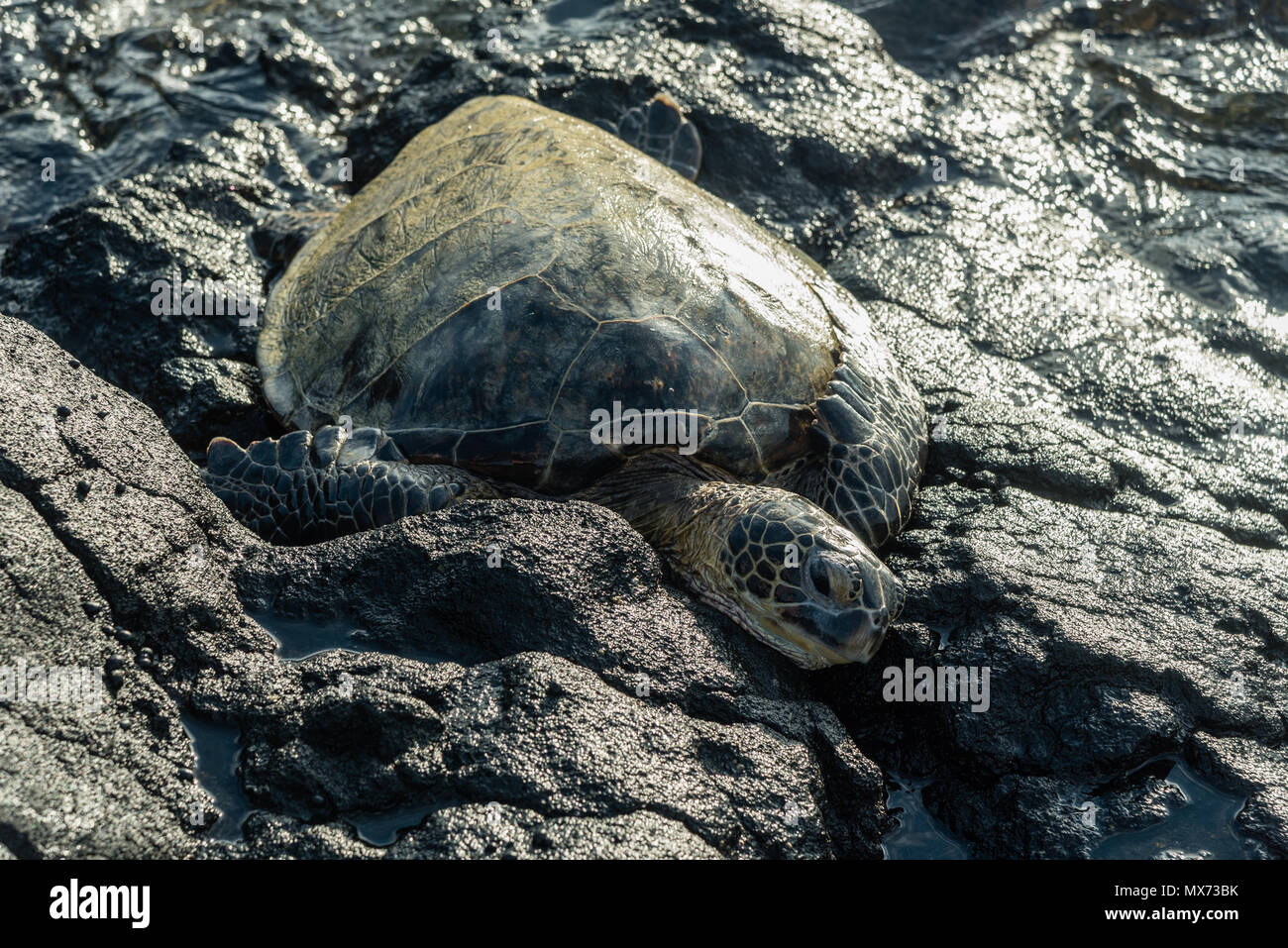 Large sea turtle at the beach on the Big Island of Hawaii Stock Photo ...