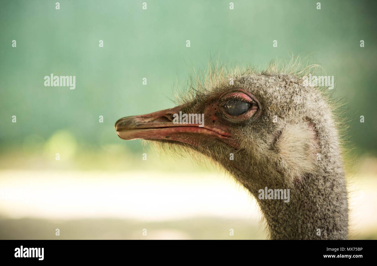 Ostrich cautiously staring from the side Stock Photo - Alamy