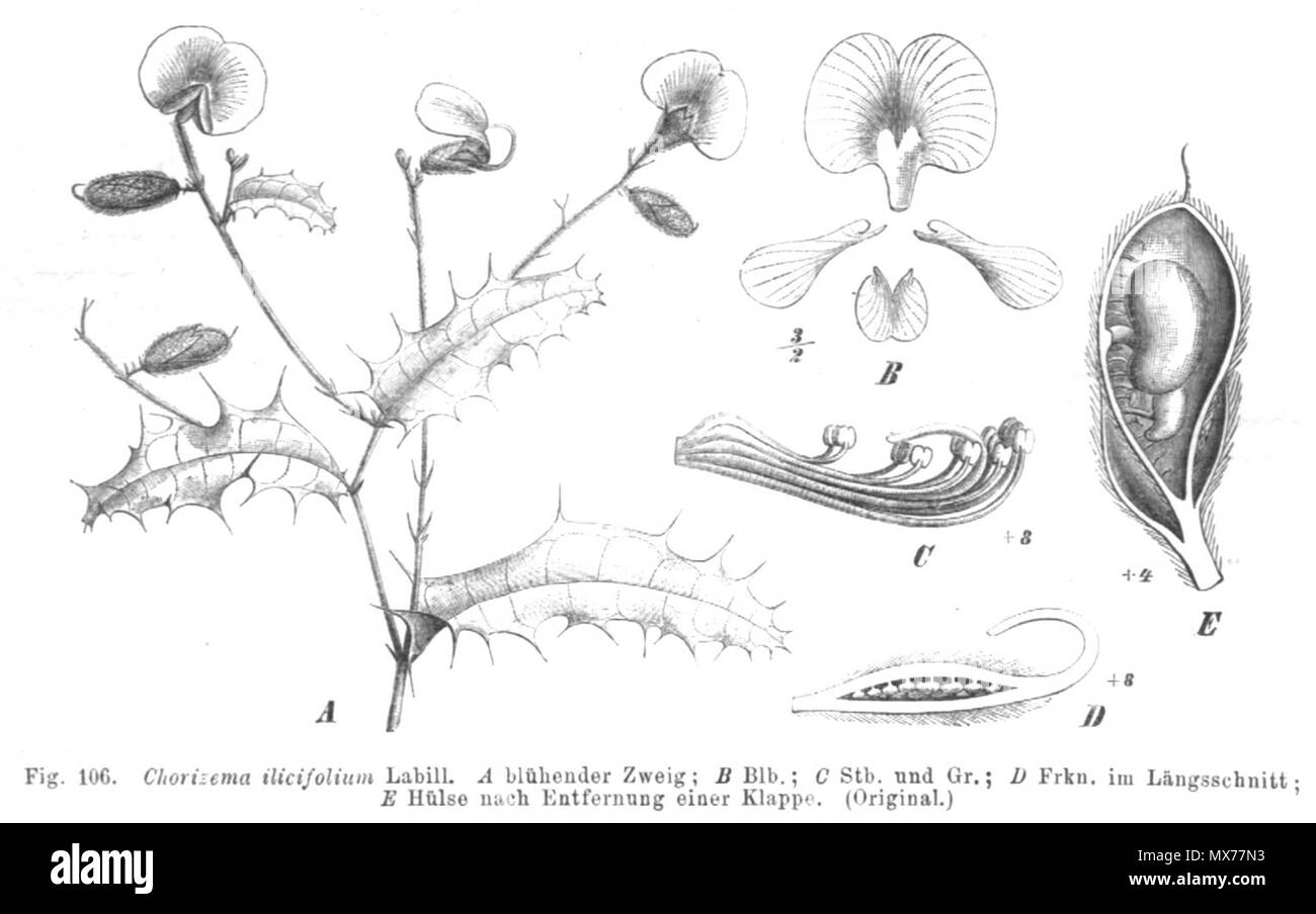 . Illustration from book . 1891. Paul Hermann Wilhelm Taubert (1862 ...