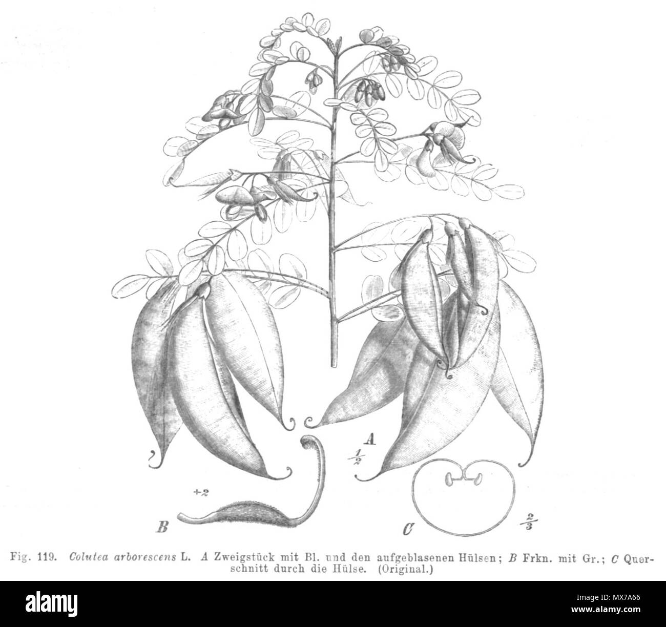 . Illustration from book . 1891. Paul Hermann Wilhelm Taubert (1862 ...