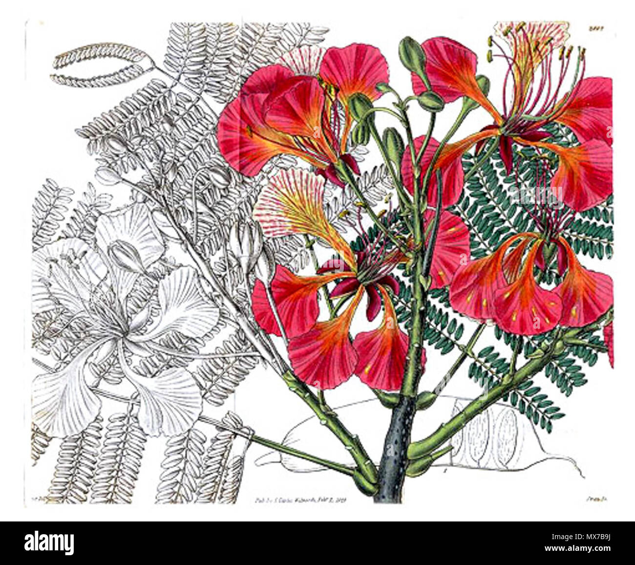 . Royal Poinciana in Curtis's, described as Delonix Poinciana regia ...