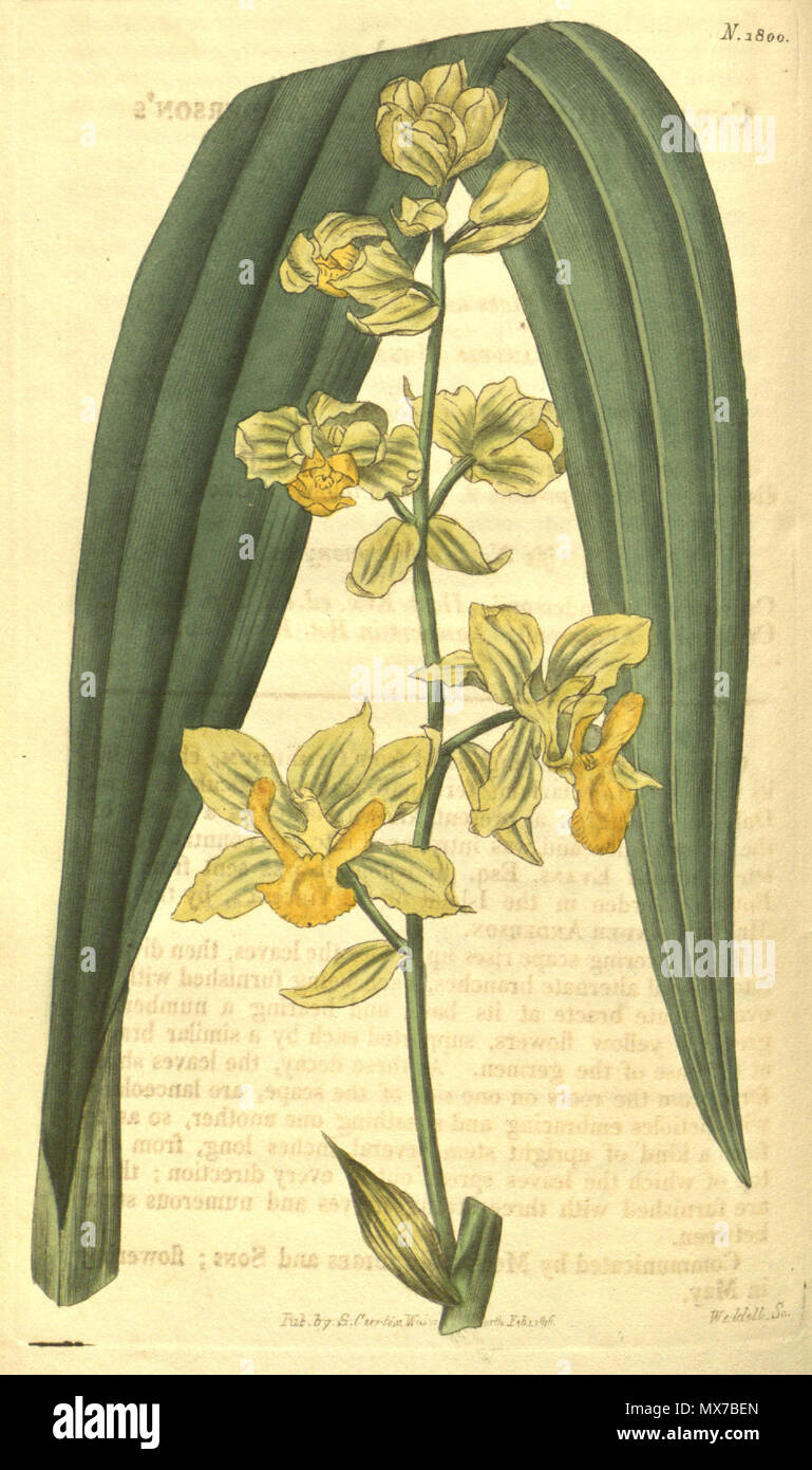 . Illustration of Cyrtopodium andersonii . 1816. Ed.: John Sims (1749 ...