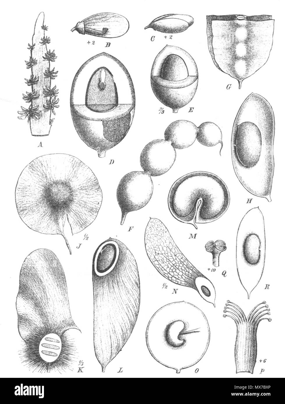 . Illustration from book . 1891. Paul Hermann Wilhelm Taubert (1862 ...