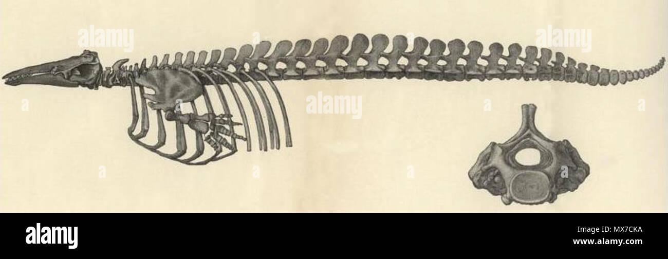 . A drawing of the skeleton of Delphinapterus leucas. . Unknown 158 ...