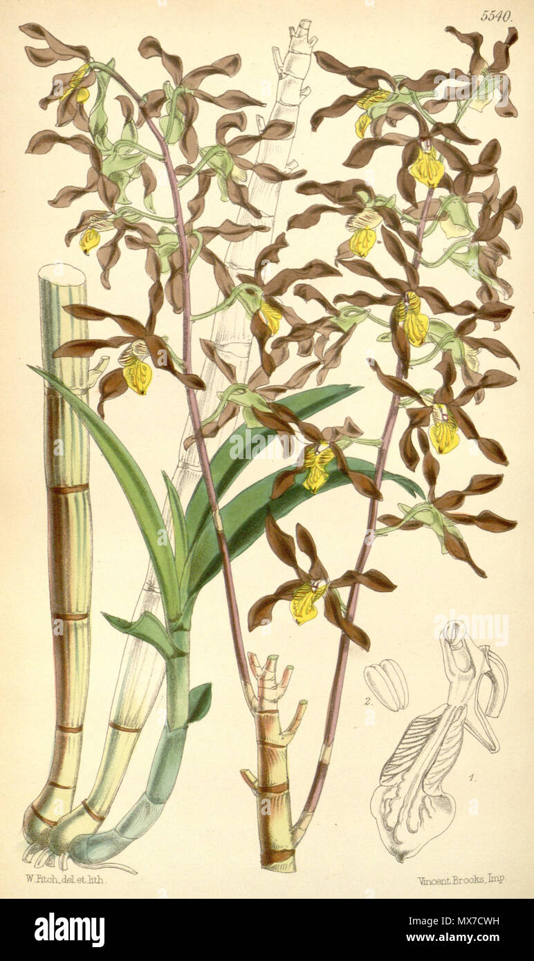 . Illustration of Dendrobium johannis . 1865. Walter Hood Fitch (1817 ...