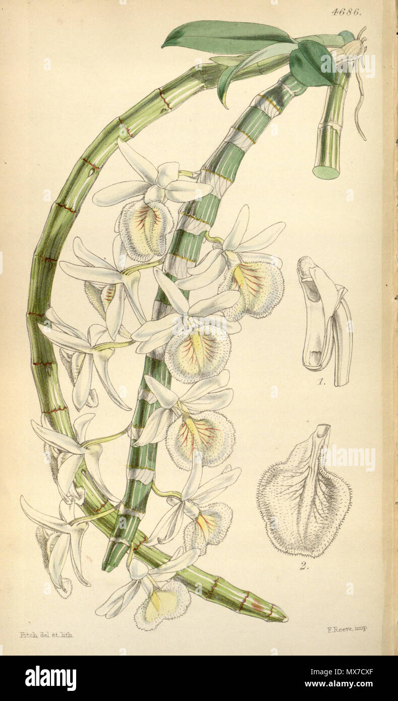 . Illustration of Dendrobium polyanthum (as syn. Dendrobium cretaceum ...