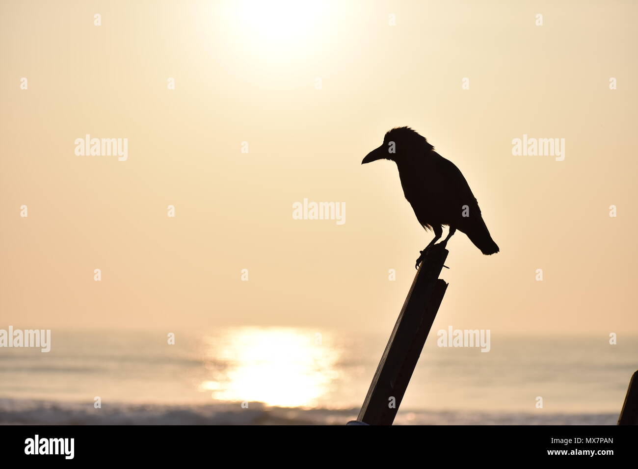 Sea Crow Stock Photos & Sea Crow Stock Images - Alamy