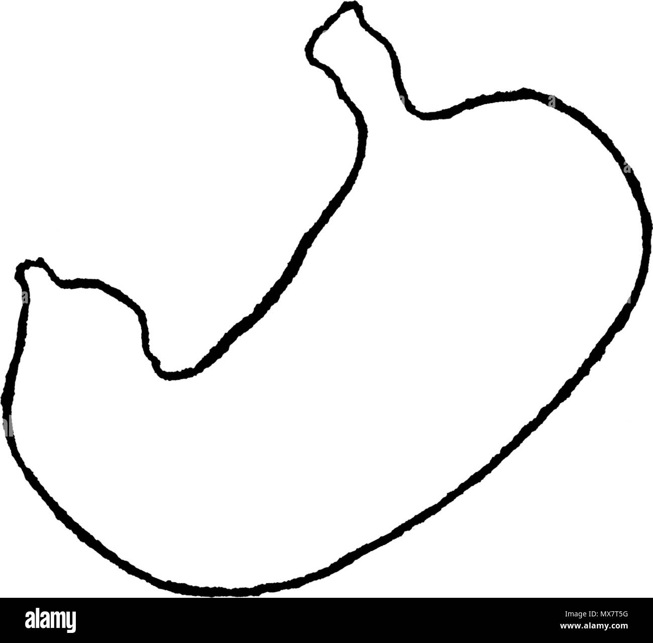 Estomac normal hi-res stock photography and images - Alamy