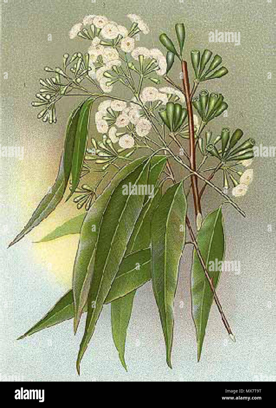 Eucalyptus microcorys hi-res stock photography and images - Alamy