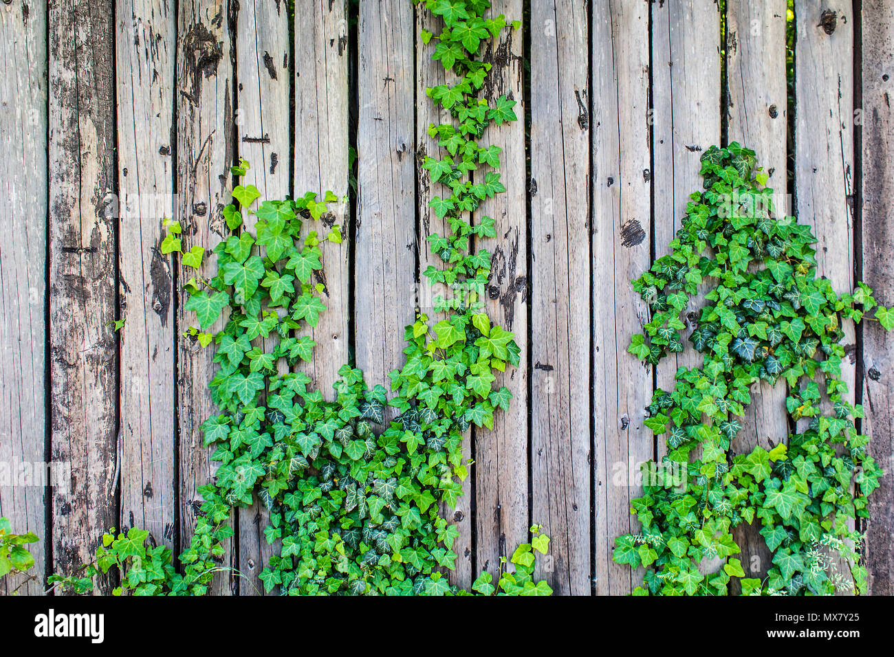 Uncared Stock Photos & Uncared Stock Images - Alamy