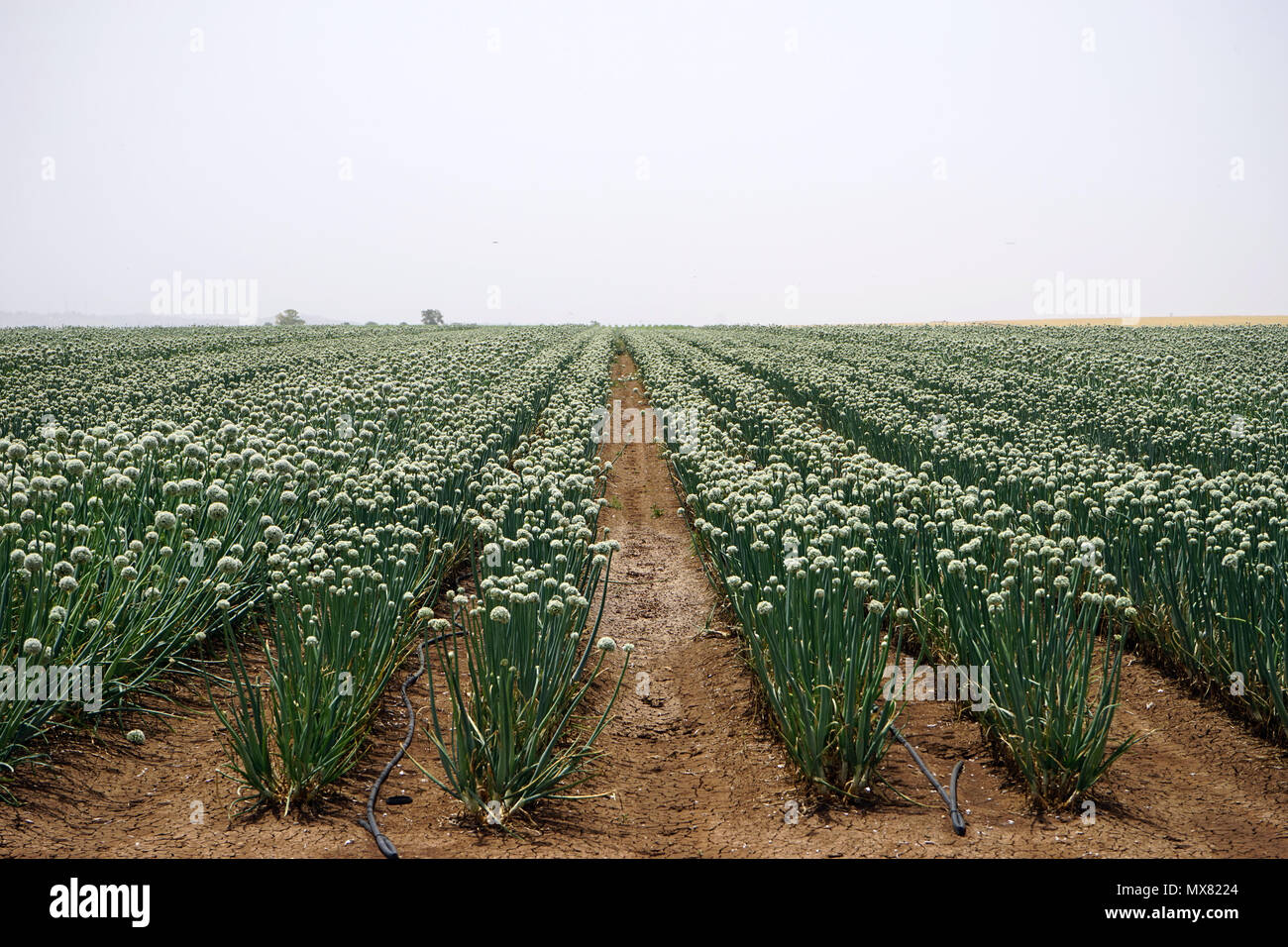 Onion field in Israel Stock Photo - Alamy