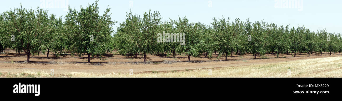 Almond trees in the orchard Stock Photo - Alamy