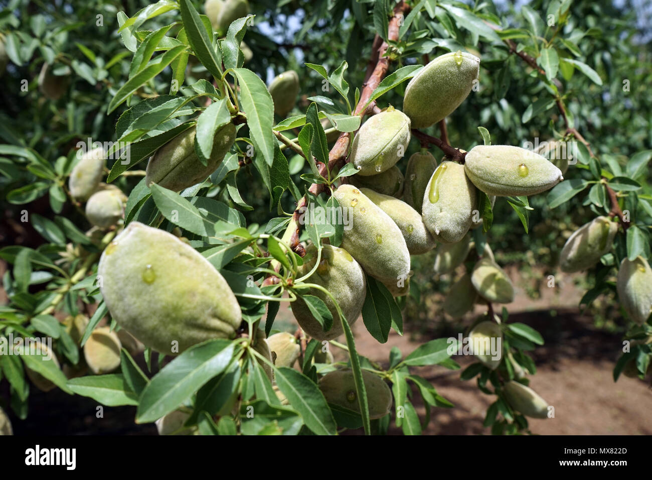 Almond trees in the orchard Stock Photo - Alamy