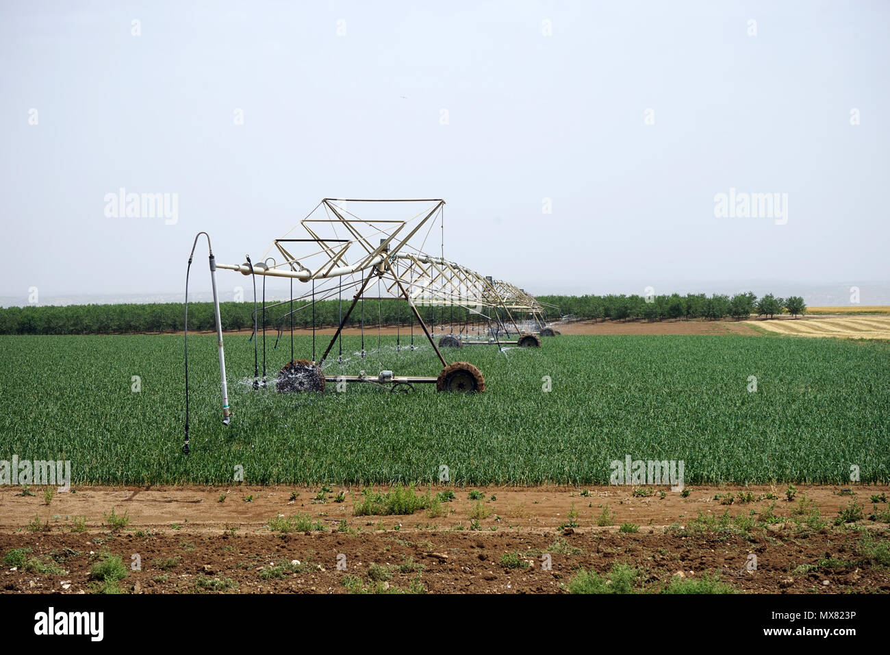 Watering instalation on the wheat field in Israel Stock Photo - Alamy