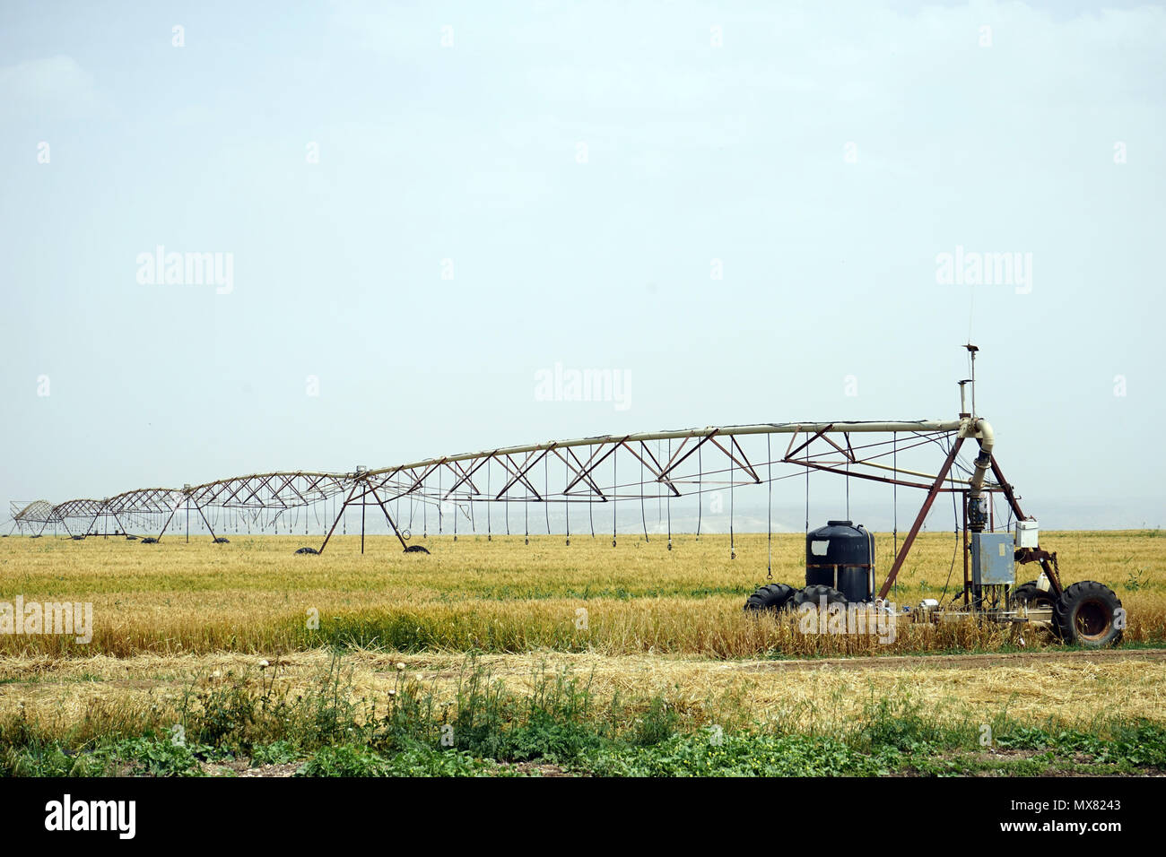 Watering instalation on the wheat field in Israel Stock Photo - Alamy