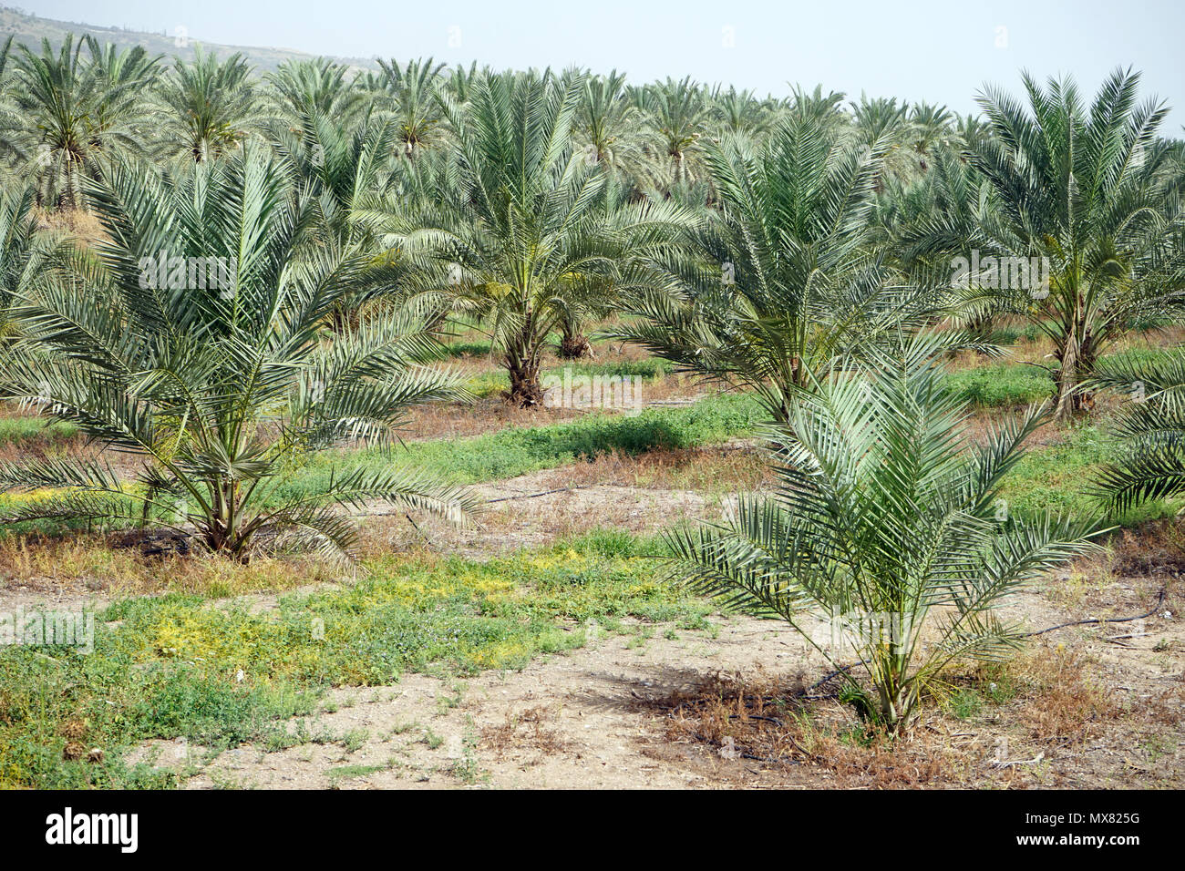 Palm tree grove hi-res stock photography and images - Alamy