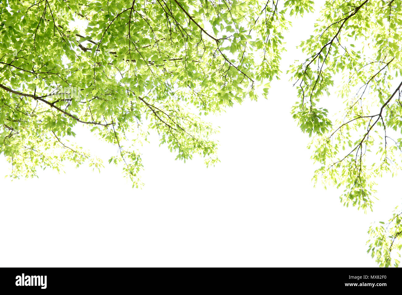 Beautiful spring tree with new leaves isolated over bright sky ...
