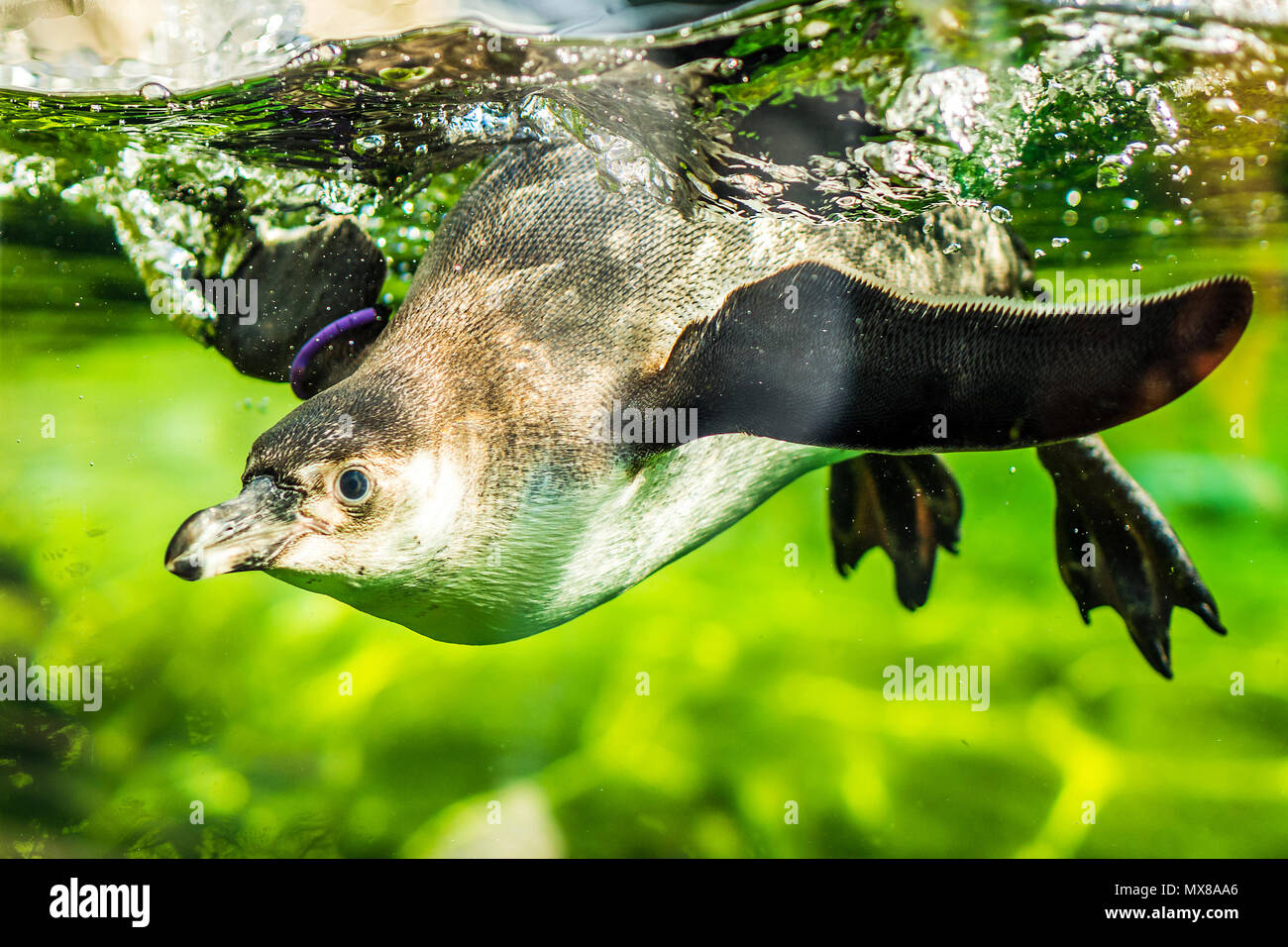 penguin in a pool behind transparent glass Stock Photo - Alamy