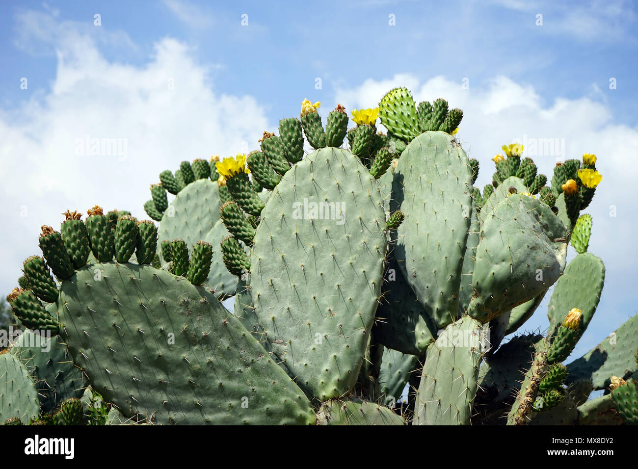 Blooming Prickly Pear or Paddle cactus with yellow flowers Stock Photo ...
