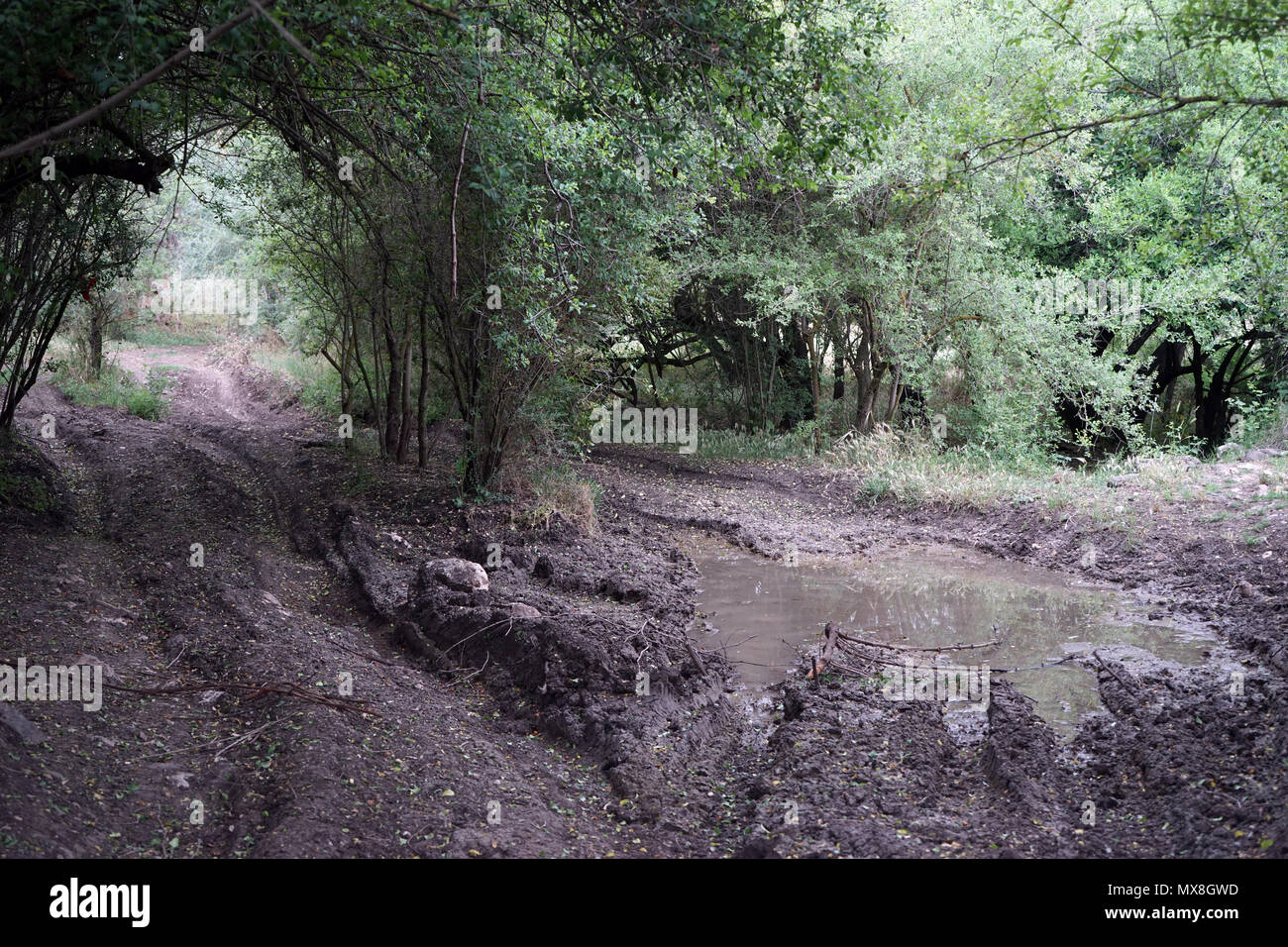 Wet track under the trees Stock Photo - Alamy
