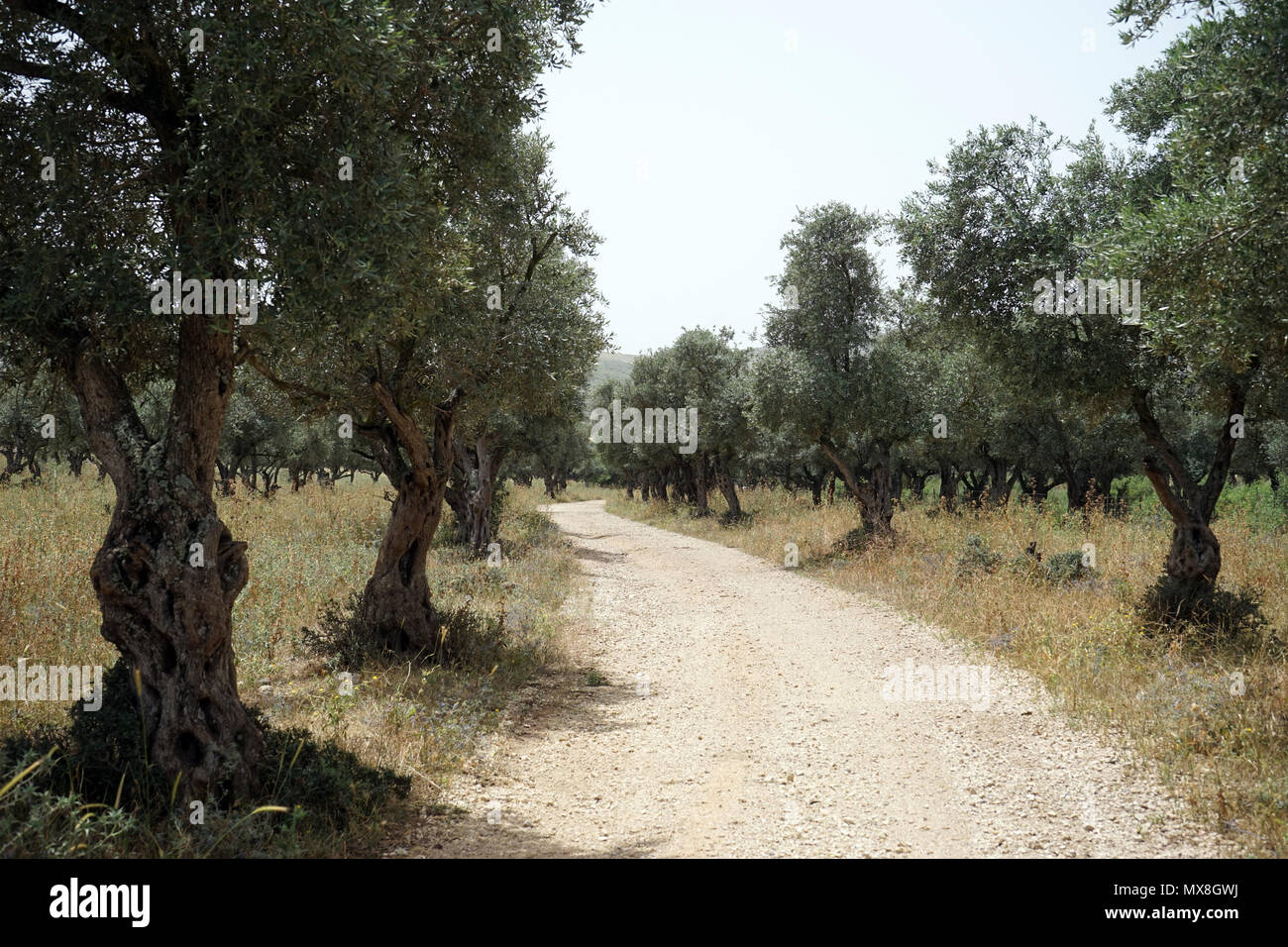 Road in olive grove in Galilee, Israel Stock Photo - Alamy