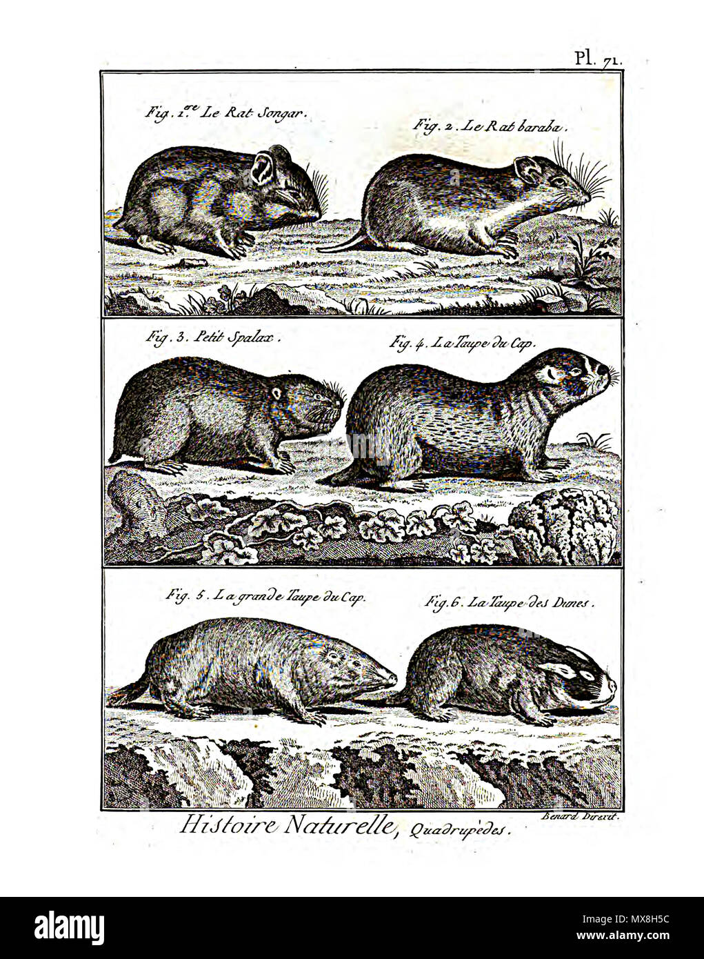 189 Encyclopédie méthodique - Mammalogie, Pl71 Stock Photo - Alamy