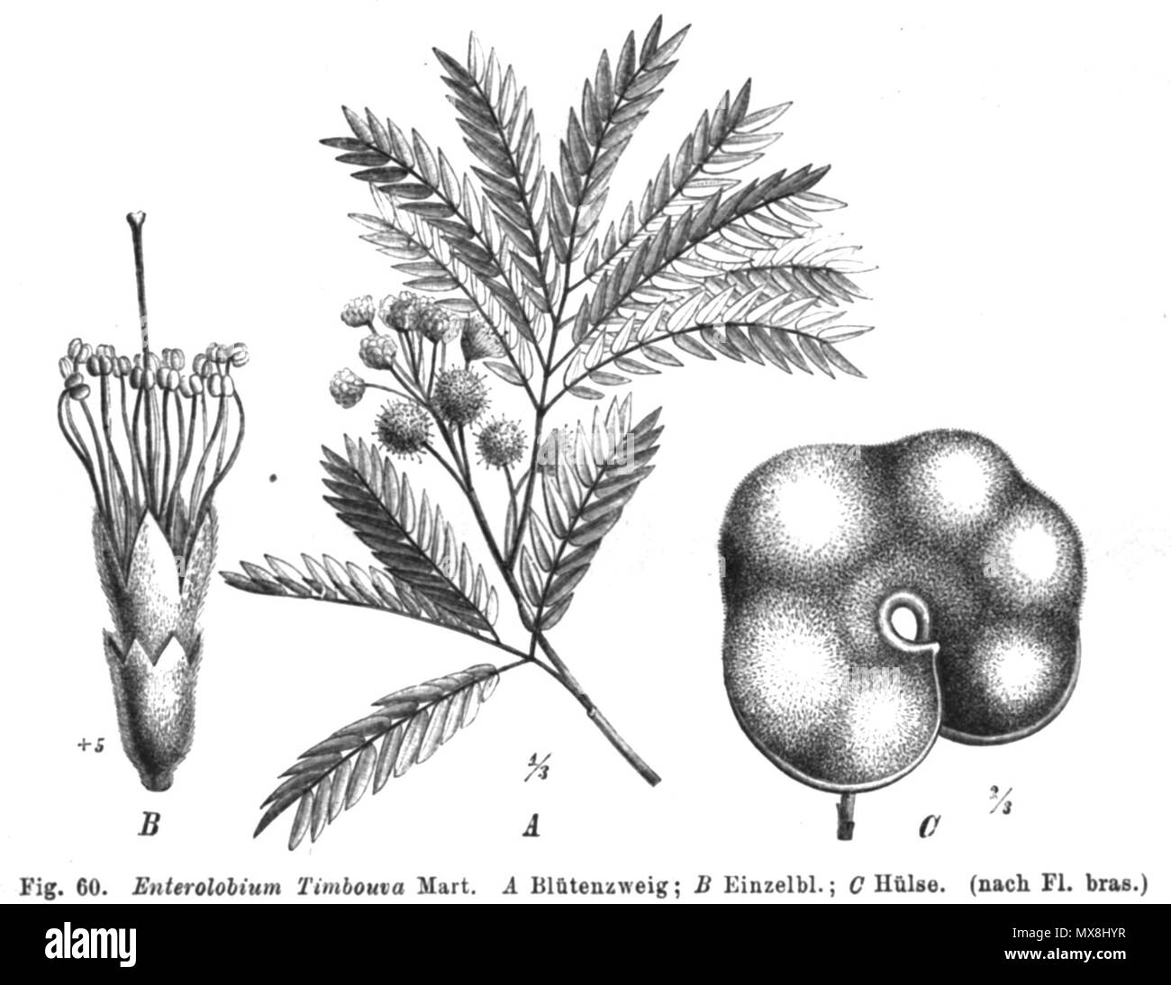 . Illustration from book . 1891. Paul Hermann Wilhelm Taubert (1862 ...