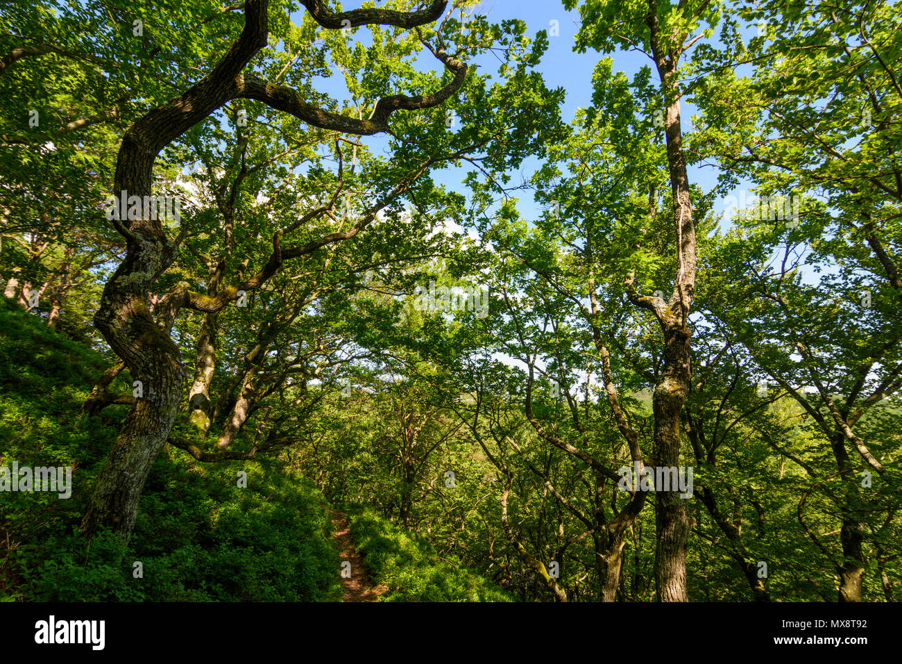 Steinberg-Dörfl: oak forest, crooked bent trees, jungle, natural forest ...