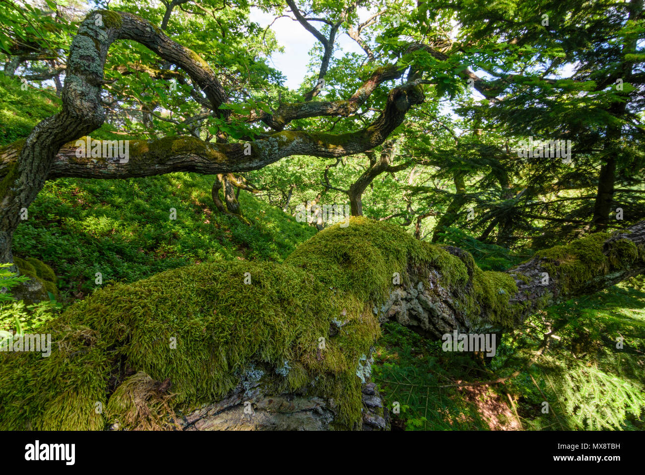 Crooked forest hi-res stock photography and images - Alamy