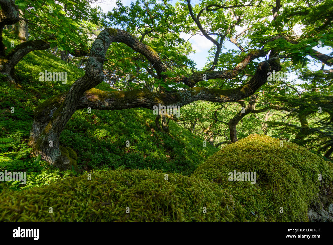 Steinberg-Dörfl: oak forest, crooked bent trees, jungle, natural forest ...