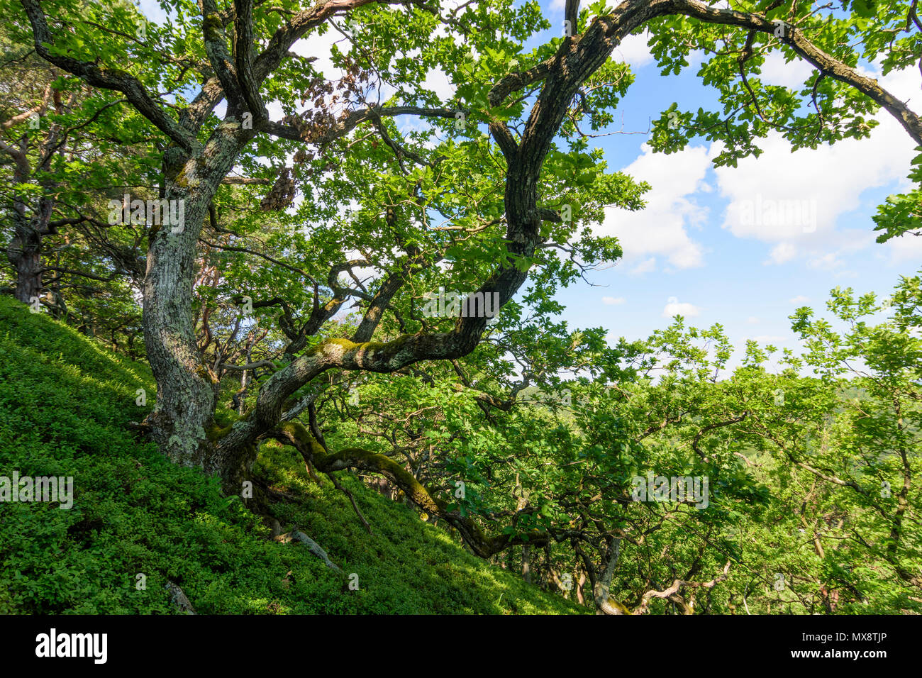 Steinberg-Dörfl: oak forest, crooked bent trees, jungle, natural forest ...