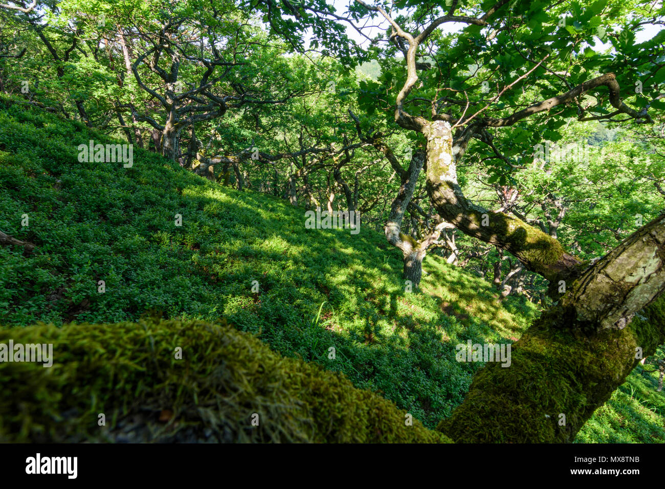 Steinberg-Dörfl: oak forest, crooked bent trees, jungle, natural forest ...