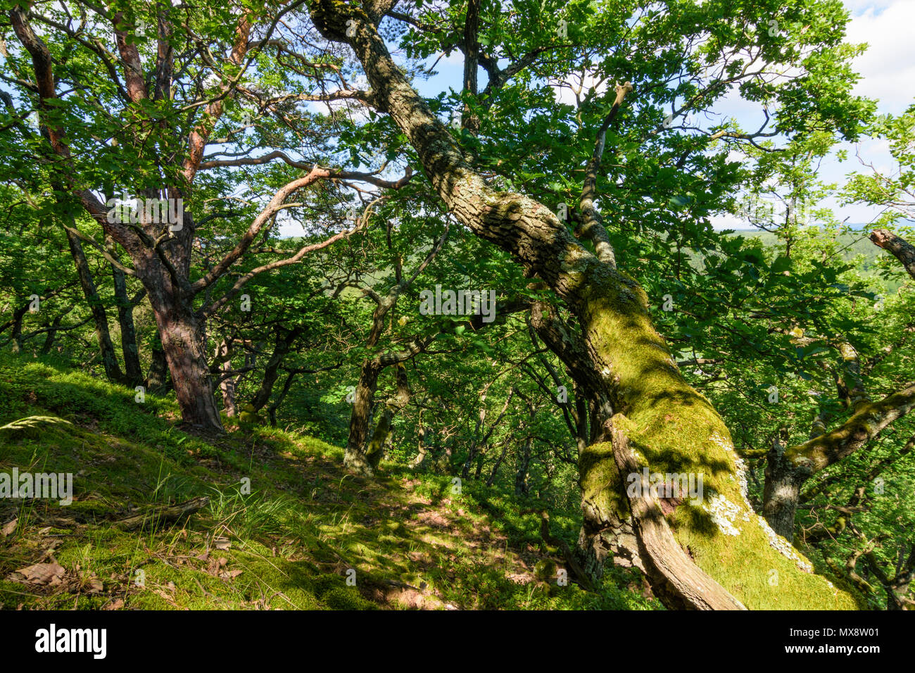 Oak in jungle hi-res stock photography and images - Alamy