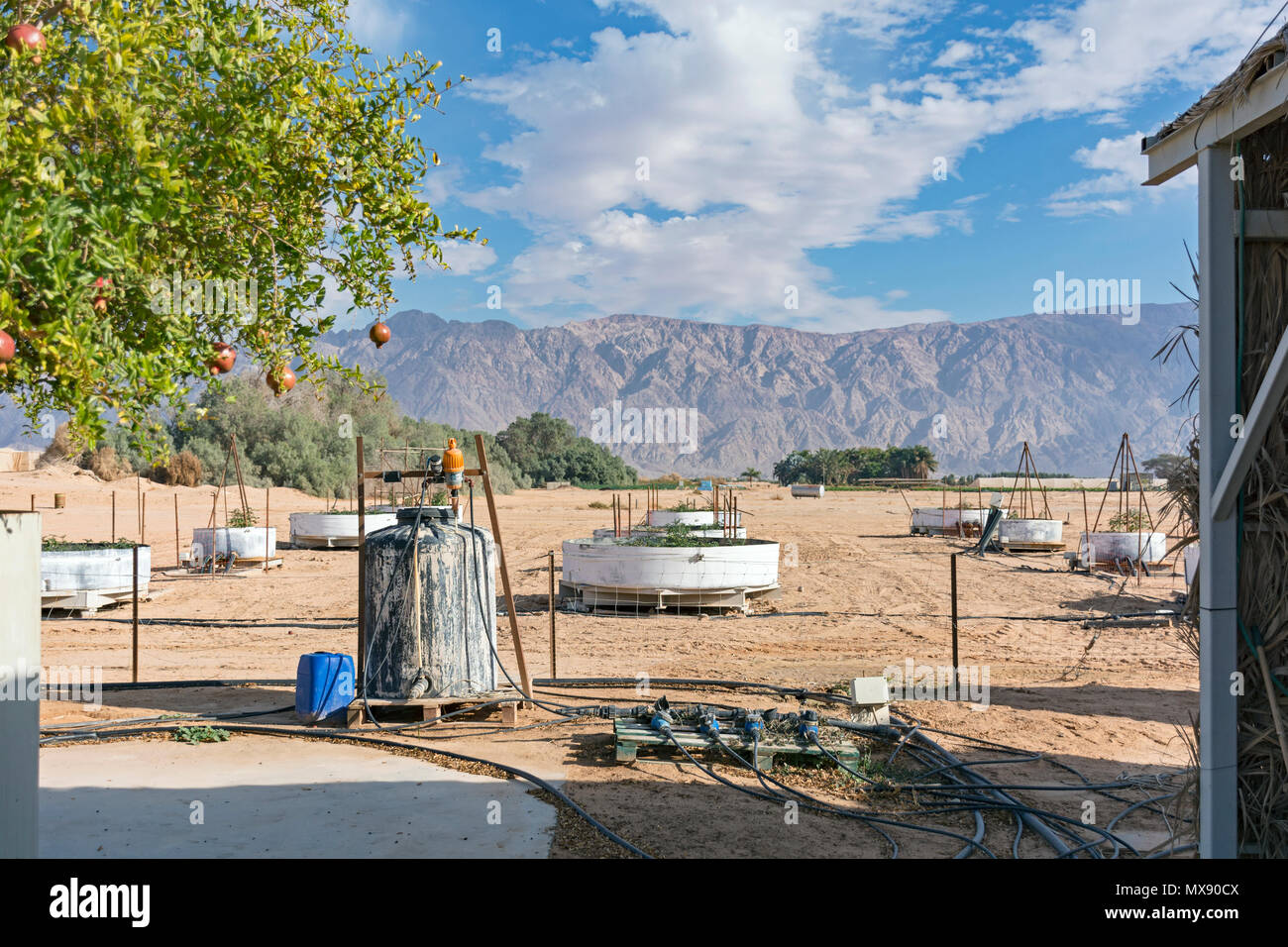 testing reactions to brackish water on an experimental farm in the ...