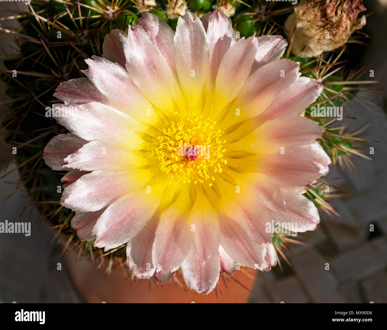 Notocactus hi-res stock photography and images - Alamy