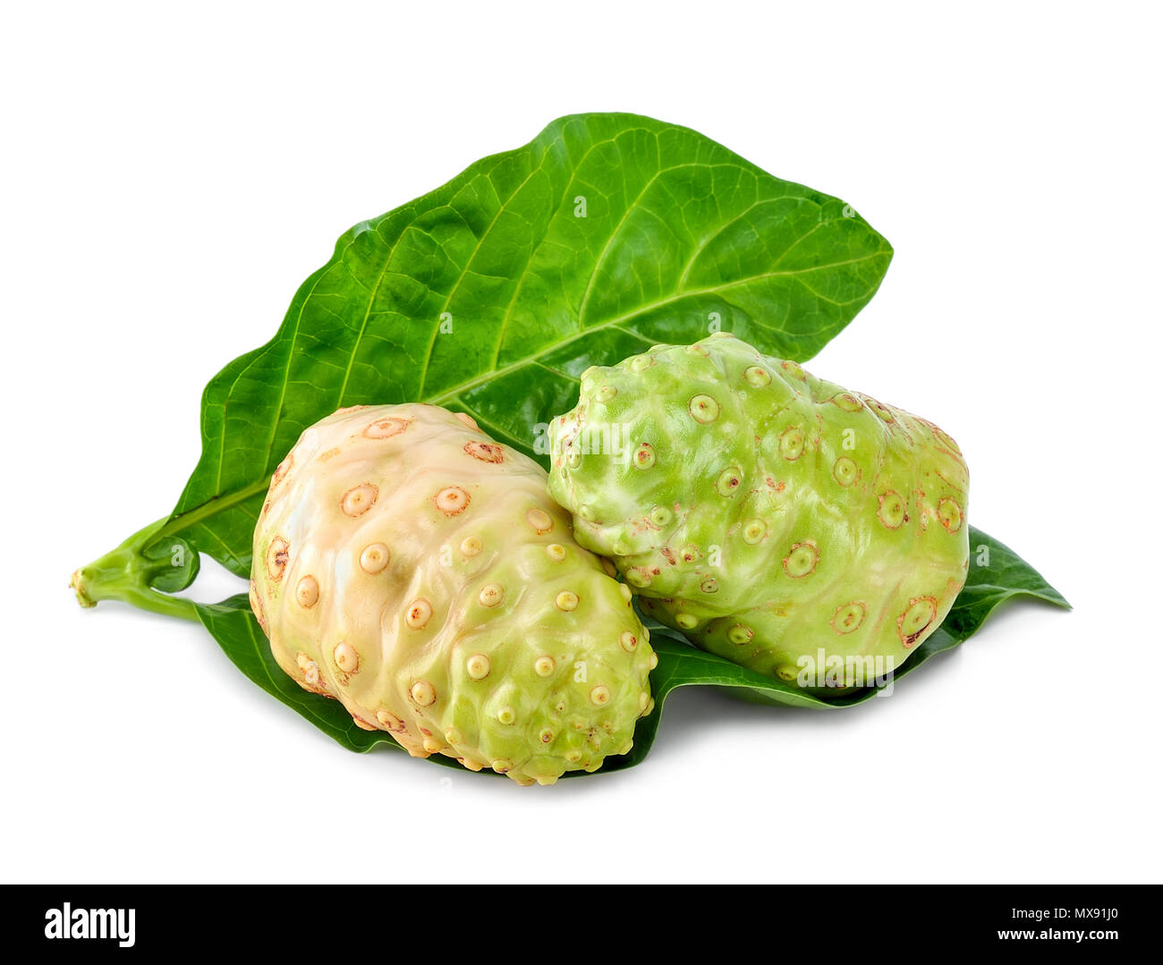 Noni fruit isolated on the white background Stock Photo - Alamy