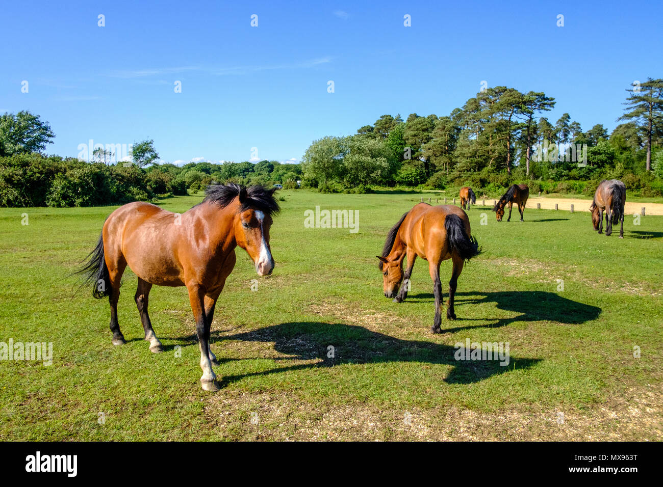 The New Forest pony is one of the recognised mountain and moorland or ...