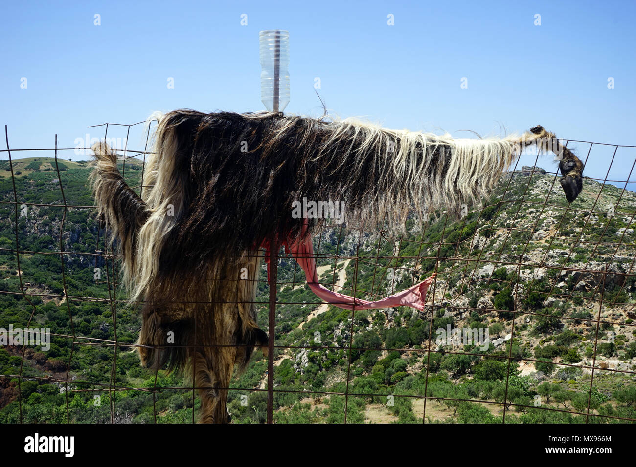 Goat's skin on the metal fence in mountain region of Krete island ...