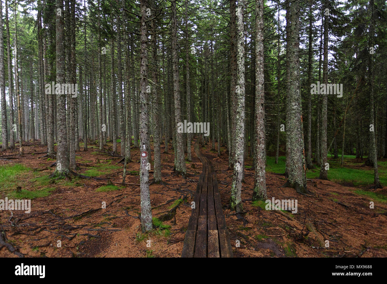 Wooden pathway in dark pine forest on a rainy evening Stock Photo - Alamy