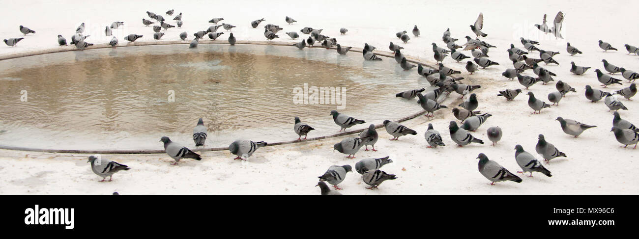 Dove dung hi-res stock photography and images - Alamy
