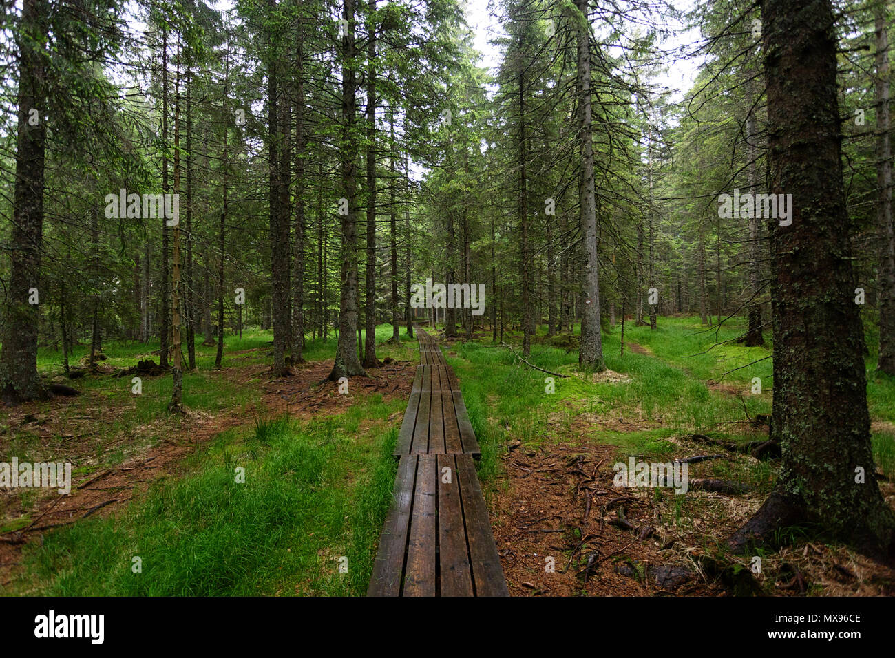 Wooden Walkway through dramatic pine forest Stock Photo - Alamy