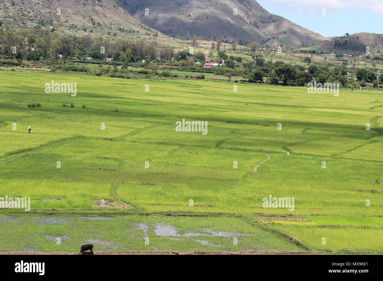 Rice field Antananarivo Madagascar Stock Photo - Alamy